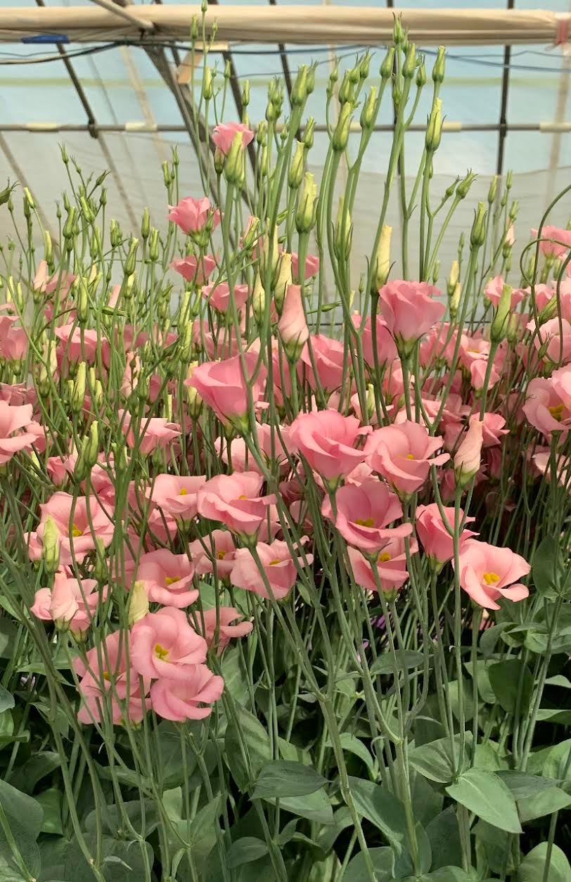 Pink Lisianthus